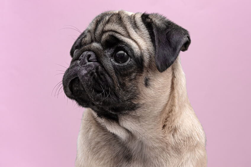 How to Groom Your Pug - Pauley's Pups