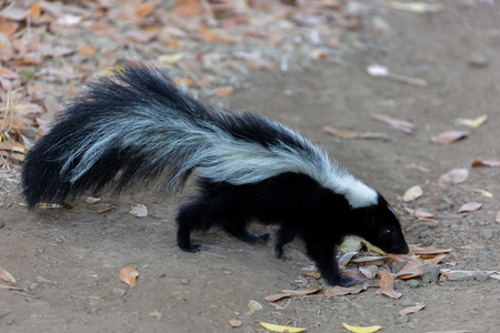 How to Get Rid of Skunk Stench on Your Pup
