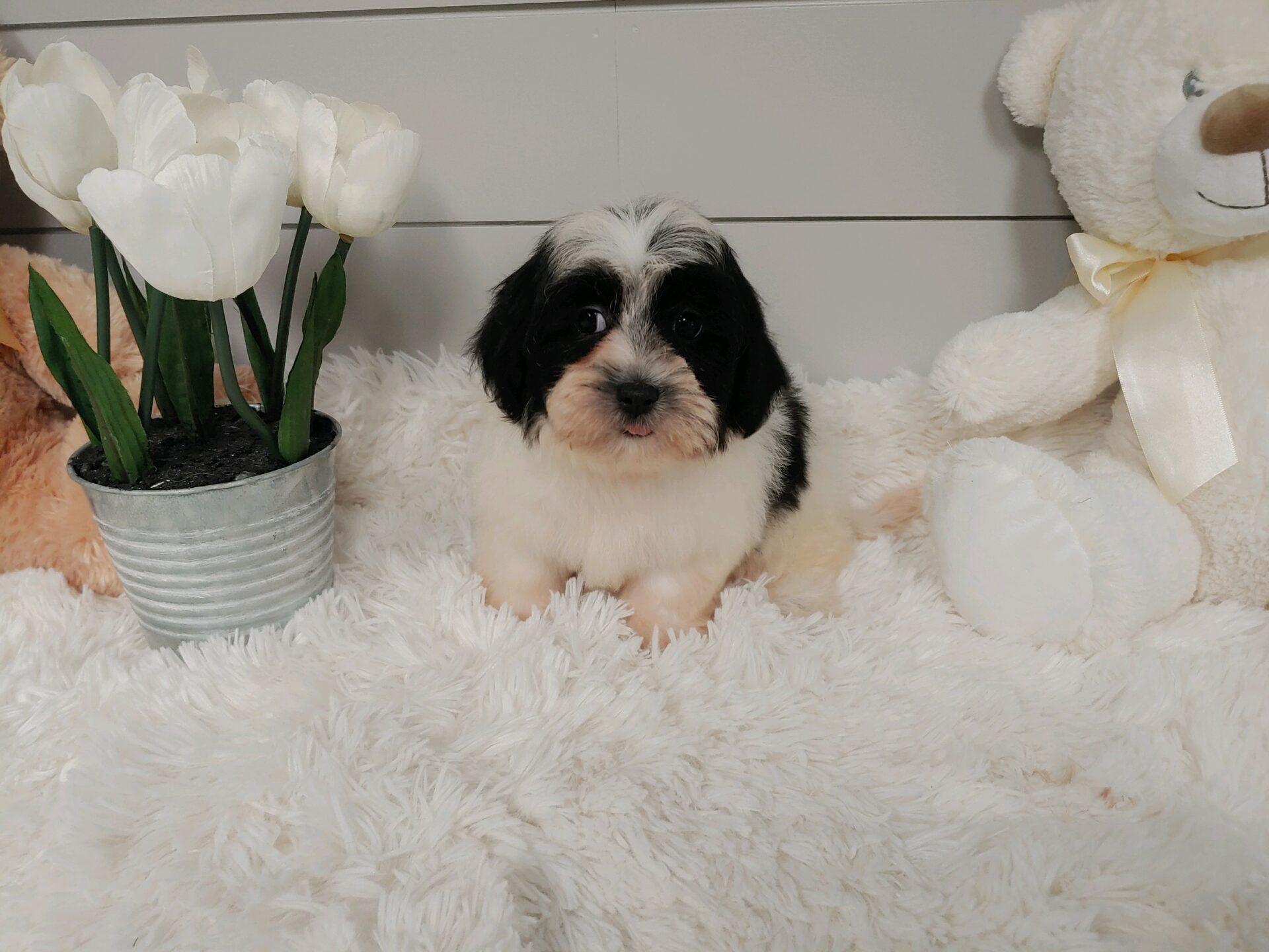 Pet Store - Toy & Small Breed Dogs for Sale in Ashland, VA | Pauley's Pups