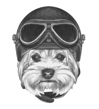 The Yorkie That Fought in World War 2