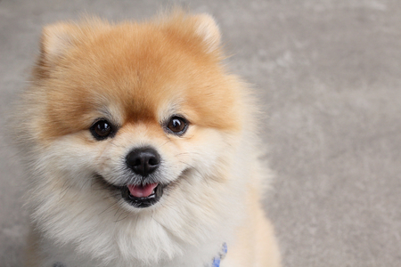 4 Things You Shoud Know About Pomeranians