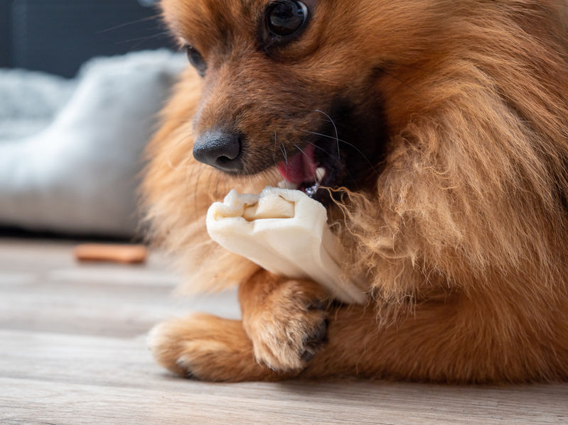 Toy Breed Nutrition: How to Find the Perfect Diet for Your Toy Breed ...
