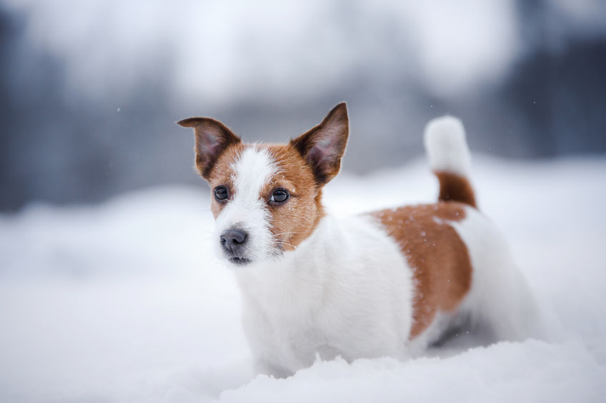 Grooming for the Winter: Preparing Your Toy Breed for the Cold - Pauley ...