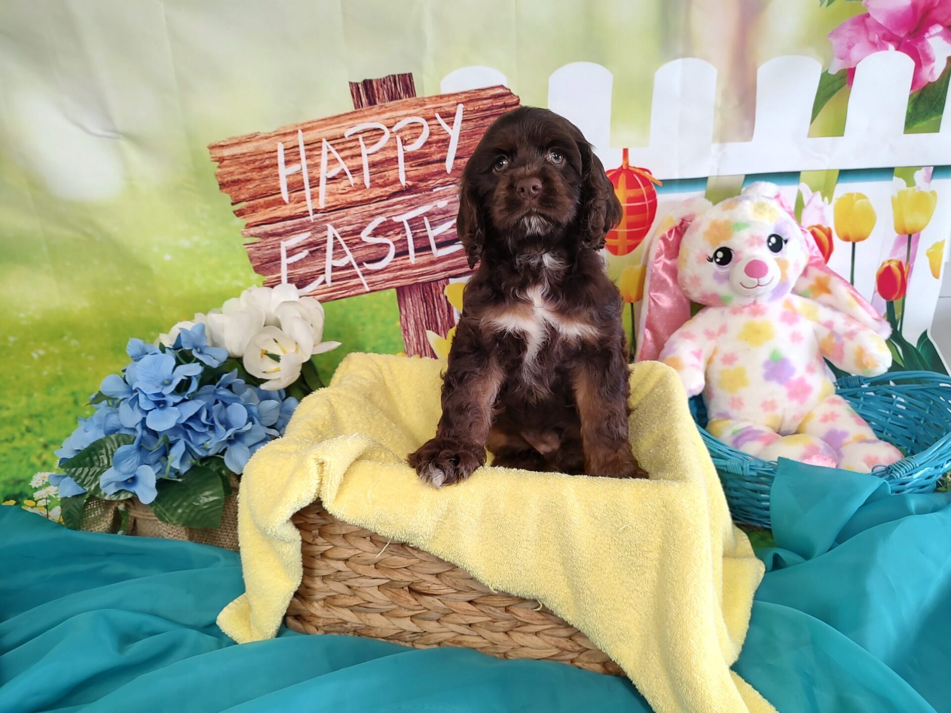 Feeding Tips for Toy Breed Puppies: What Every New Owner Should Know ...